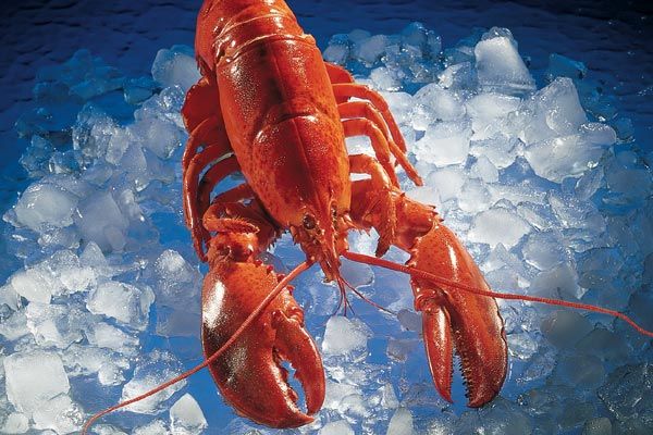 Krustentiere online kaufen · Köser Online-Shop